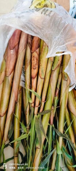 新鲜竹笋怎么做好吃_新鲜竹笋的做法大全窍门-第3张图片-山城妙识 新鲜竹笋怎么做好吃_新鲜竹笋的做法大全窍门-第3张图片-山城妙识