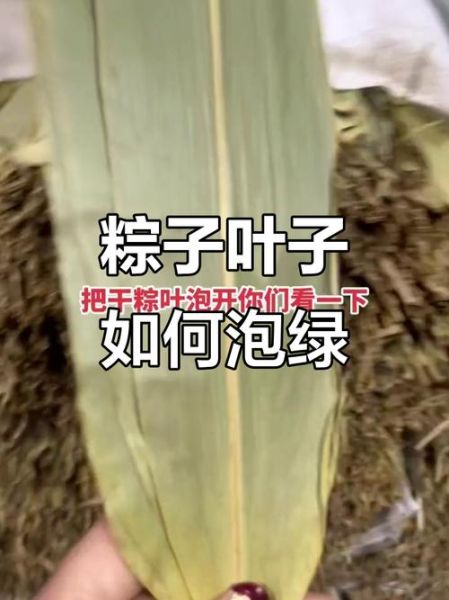 干粽叶先煮还是先泡_粽叶处理顺序-第1张图片-山城妙识 干粽叶先煮还是先泡_粽叶处理顺序-第1张图片-山城妙识