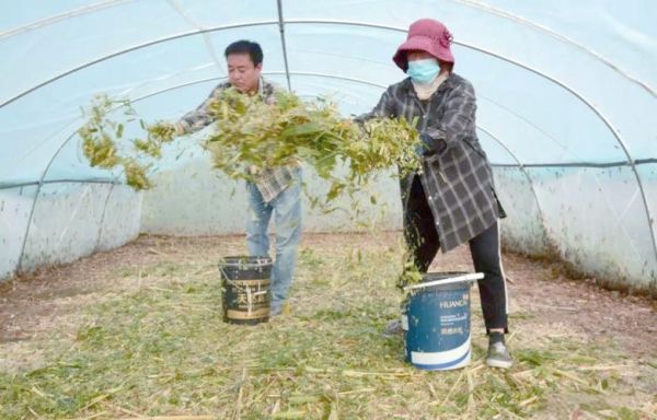 冷门暴利养殖业有哪些_如何快速回本-第3张图片-山城妙识 冷门暴利养殖业有哪些_如何快速回本-第3张图片-山城妙识