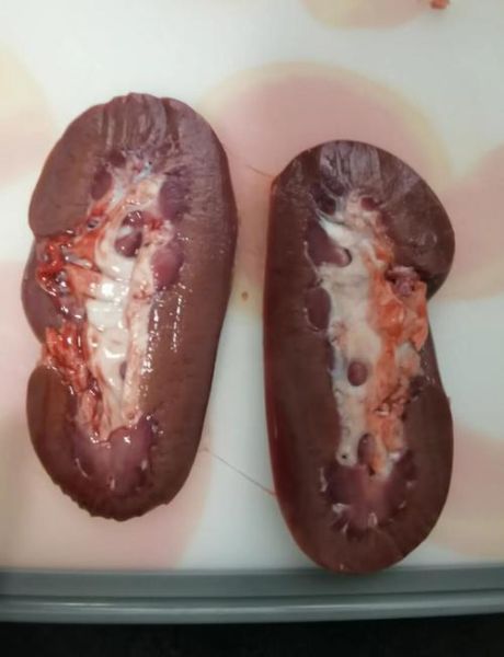 川味腰花怎么做_腰花去腥技巧-第3张图片-山城妙识 川味腰花怎么做_腰花去腥技巧-第3张图片-山城妙识