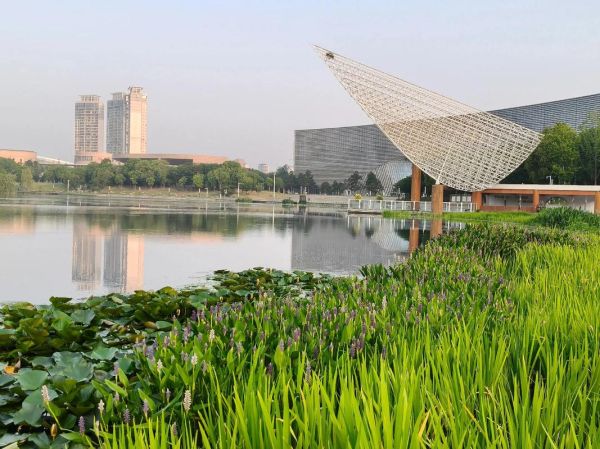 梭鱼草怎么种植_梭鱼草种植方法-第2张图片-山城妙识