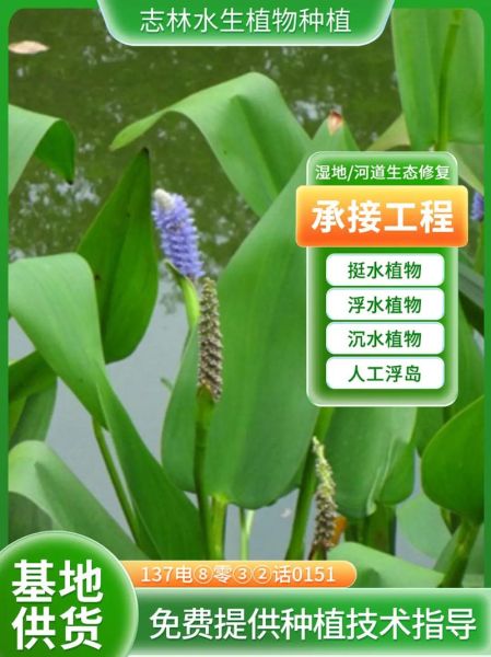 梭鱼草怎么种植_梭鱼草种植方法-第1张图片-山城妙识