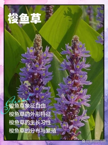 梭鱼草怎么种植_梭鱼草种植方法-第3张图片-山城妙识