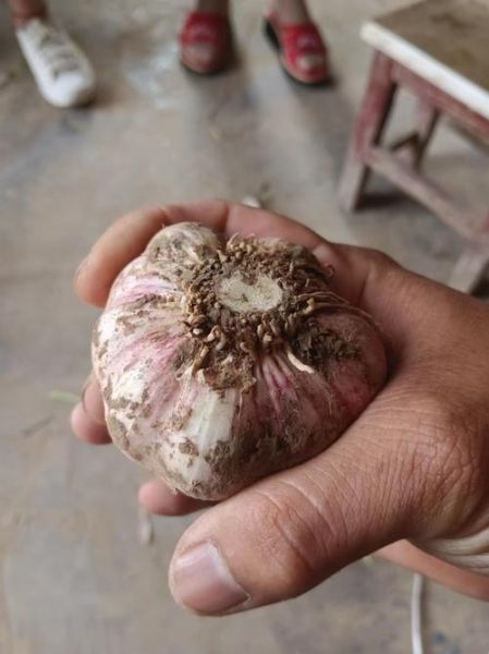 杞县大蒜价格多少钱一斤_杞县大蒜最新行情-第1张图片-山城妙识 杞县大蒜价格多少钱一斤_杞县大蒜最新行情-第1张图片-山城妙识