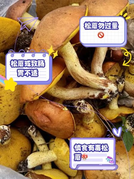 松树林可食野蘑菇有哪些_如何安全识别-第1张图片-山城妙识 松树林可食野蘑菇有哪些_如何安全识别-第1张图片-山城妙识