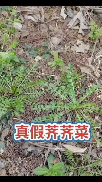 地菜和荠菜是一样的吗_区别与真相-第1张图片-山城妙识 地菜和荠菜是一样的吗_区别与真相-第1张图片-山城妙识