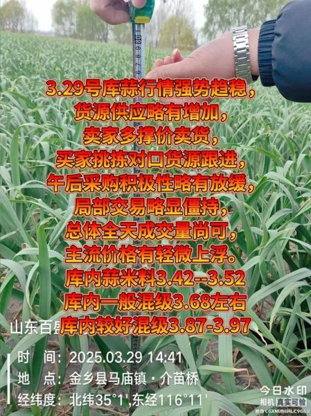 金乡大蒜交易市场在哪里_今日价格是多少-第2张图片-山城妙识 金乡大蒜交易市场在哪里_今日价格是多少-第2张图片-山城妙识