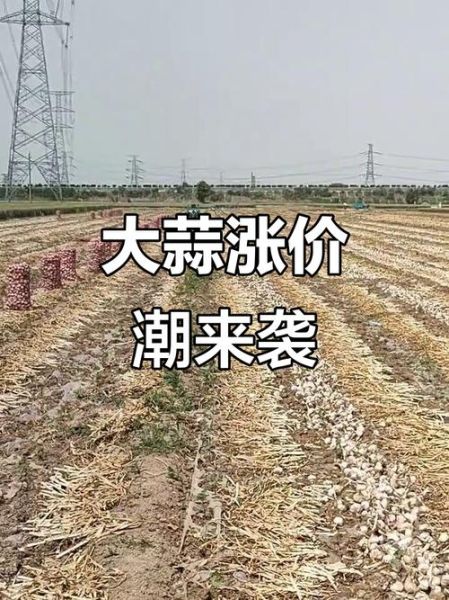 金乡大蒜交易市场在哪里_今日价格是多少-第1张图片-山城妙识 金乡大蒜交易市场在哪里_今日价格是多少-第1张图片-山城妙识