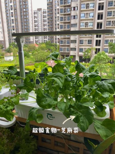 芝麻菜长什么样_芝麻菜和臭菜区别-第3张图片-山城妙识