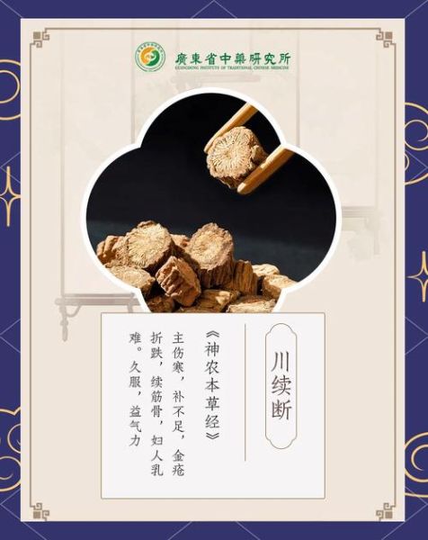 盐续断的功效与作用_盐续断怎么吃效果最好-第1张图片-山城妙识 盐续断的功效与作用_盐续断怎么吃效果最好-第1张图片-山城妙识