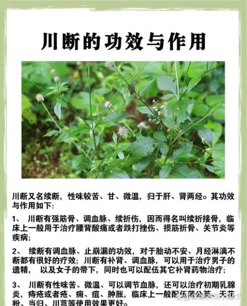 盐续断的功效与作用_盐续断怎么吃效果最好-第3张图片-山城妙识 盐续断的功效与作用_盐续断怎么吃效果最好-第3张图片-山城妙识