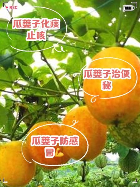 瓜蒌仁和瓜蒌子有什么区别_哪个更好-第2张图片-山城妙识 瓜蒌仁和瓜蒌子有什么区别_哪个更好-第2张图片-山城妙识