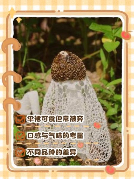 竹荪的伞裙能吃吗_竹荪伞裙怎么清洗-第2张图片-山城妙识 竹荪的伞裙能吃吗_竹荪伞裙怎么清洗-第2张图片-山城妙识