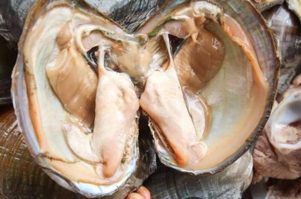 大河蚌怎么清洗_大河蚌做法大全窍门-第2张图片-山城妙识 大河蚌怎么清洗_大河蚌做法大全窍门-第2张图片-山城妙识