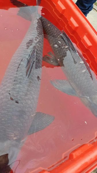 50斤青鱼多少钱一斤_青鱼批发价格行情-第3张图片-山城妙识