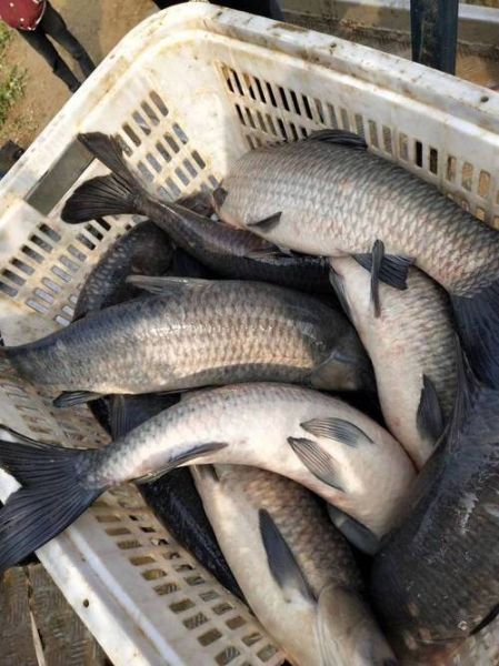 50斤青鱼多少钱一斤_青鱼批发价格行情-第1张图片-山城妙识