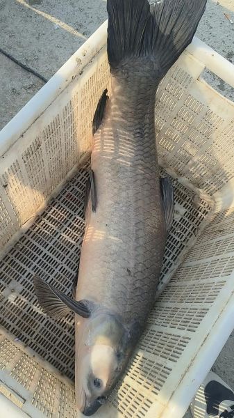 50斤青鱼多少钱一斤_青鱼批发价格行情-第2张图片-山城妙识