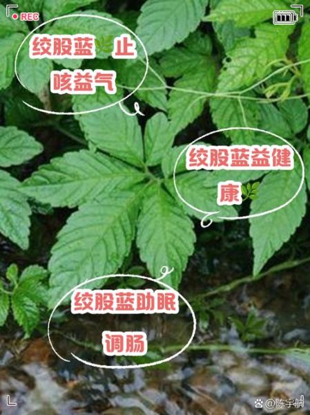 喝绞股蓝会死亡吗_绞股蓝中毒症状-第1张图片-山城妙识