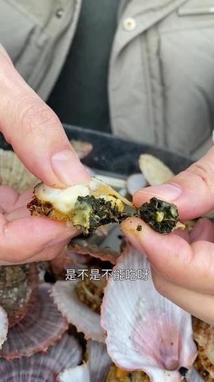 扇贝好黑_扇贝发黑还能吃吗-第2张图片-山城妙识 扇贝好黑_扇贝发黑还能吃吗-第2张图片-山城妙识