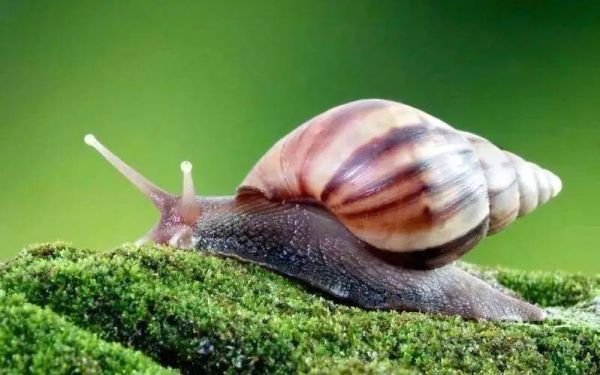 蜗牛图片真实照片_如何拍摄高清细节-第2张图片-山城妙识