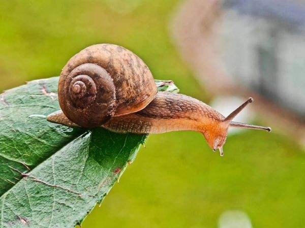 蜗牛图片真实照片_如何拍摄高清细节-第1张图片-山城妙识