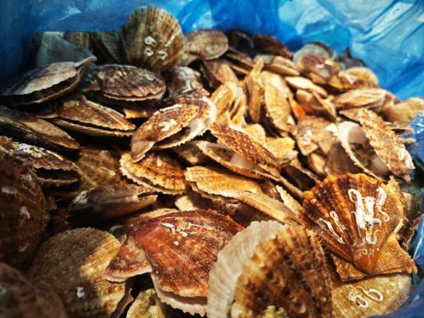 扇贝好黑_扇贝发黑还能吃吗-第3张图片-山城妙识 扇贝好黑_扇贝发黑还能吃吗-第3张图片-山城妙识