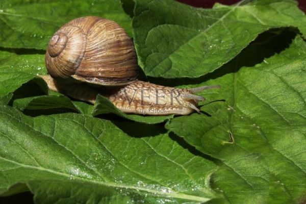 蜗牛图片真实照片_如何拍摄高清细节-第3张图片-山城妙识