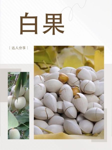 白果怎么吃效果好_白果一天吃多少粒-第1张图片-山城妙识 白果怎么吃效果好_白果一天吃多少粒-第1张图片-山城妙识