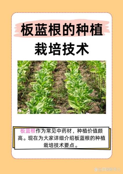 板蓝根种植技术_板蓝根适合什么土壤-第1张图片-山城妙识 板蓝根种植技术_板蓝根适合什么土壤-第1张图片-山城妙识