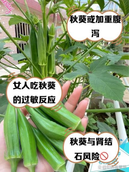 女性为什么不能吃秋葵_秋葵对女性的危害-第1张图片-山城妙识 女性为什么不能吃秋葵_秋葵对女性的危害-第1张图片-山城妙识