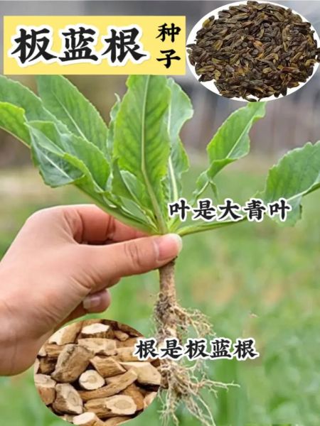 板蓝根种植技术_板蓝根适合什么土壤-第3张图片-山城妙识 板蓝根种植技术_板蓝根适合什么土壤-第3张图片-山城妙识