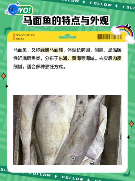 马面鱼多少钱一斤_马面鱼价格行情-第1张图片-山城妙识 马面鱼多少钱一斤_马面鱼价格行情-第1张图片-山城妙识