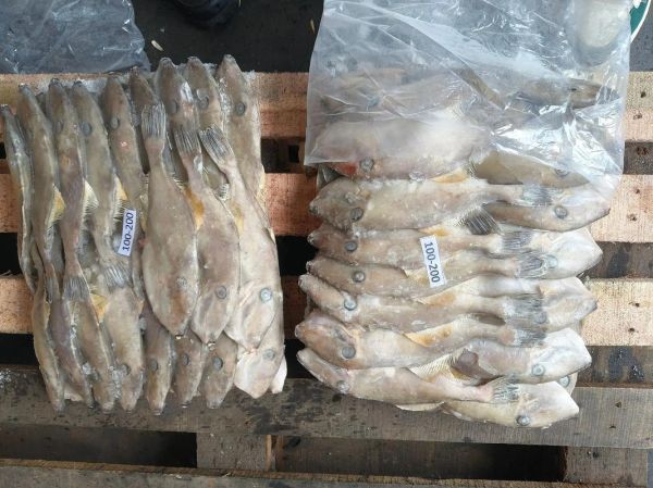 马面鱼多少钱一斤_马面鱼价格行情-第3张图片-山城妙识 马面鱼多少钱一斤_马面鱼价格行情-第3张图片-山城妙识