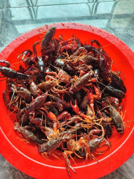 青龙虾怎么挑选_青龙虾价格多少钱一斤-第2张图片-山城妙识 青龙虾怎么挑选_青龙虾价格多少钱一斤-第2张图片-山城妙识