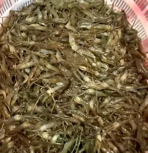 草虾怎么养_草虾养殖技术要点-第3张图片-山城妙识