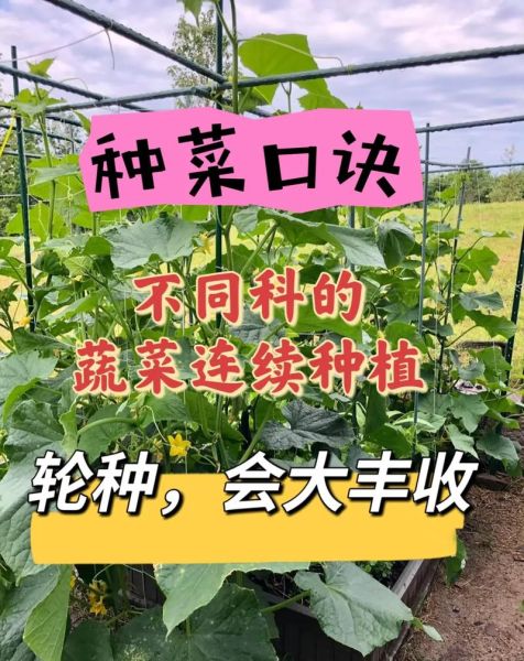 蔬菜种植技术大全_如何科学轮作与施肥-第3张图片-山城妙识 蔬菜种植技术大全_如何科学轮作与施肥-第3张图片-山城妙识