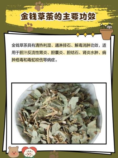 肾结石最怕一味中药_金钱草怎么用-第1张图片-山城妙识 肾结石最怕一味中药_金钱草怎么用-第1张图片-山城妙识