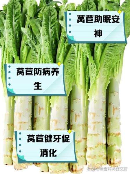 莴苣的功效与作用_莴苣怎么吃最减肥-第1张图片-山城妙识 莴苣的功效与作用_莴苣怎么吃最减肥-第1张图片-山城妙识