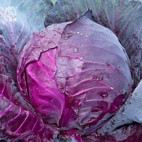 紫色包包菜怎么做好吃_紫色包包菜的家常做法-第3张图片-山城妙识 紫色包包菜怎么做好吃_紫色包包菜的家常做法-第3张图片-山城妙识