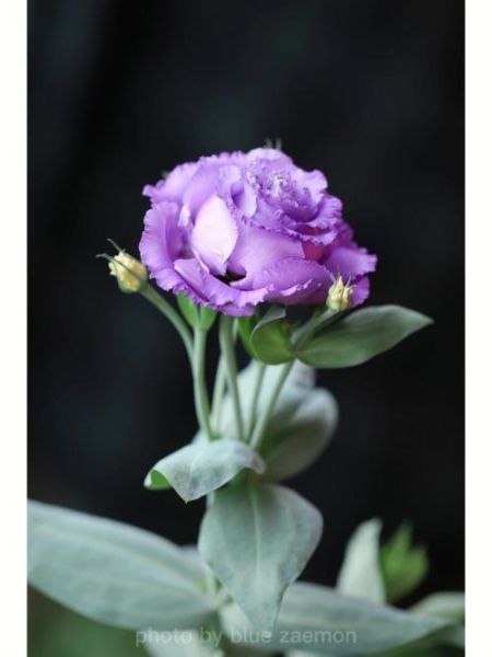 紫色包包菜怎么做好吃_紫色包包菜的家常做法-第2张图片-山城妙识 紫色包包菜怎么做好吃_紫色包包菜的家常做法-第2张图片-山城妙识