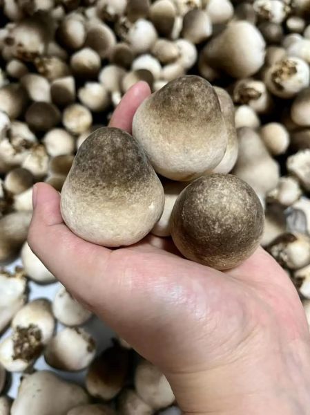 草菇栽培技术_草菇怎么种产量高-第3张图片-山城妙识