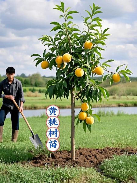 黄桃种植基地选址条件_黄桃种植技术与管理-第1张图片-山城妙识