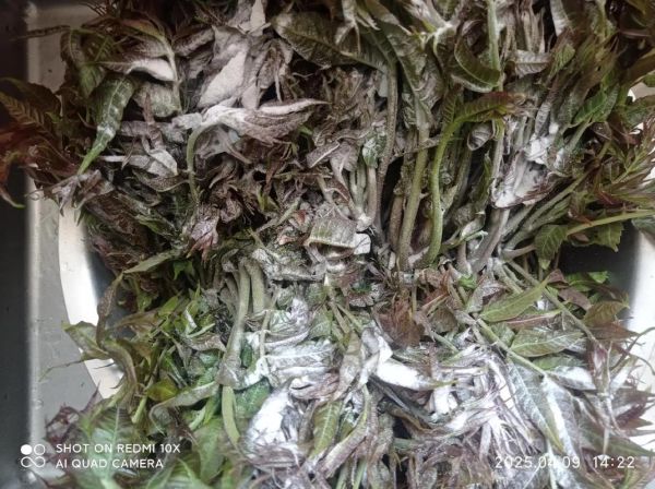 香椿芽怎么腌制好吃_香椿芽腌制能放多久-第1张图片-山城妙识 香椿芽怎么腌制好吃_香椿芽腌制能放多久-第1张图片-山城妙识