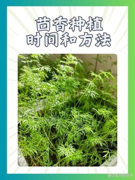 茴香什么时候种_茴香种植方法步骤-第1张图片-山城妙识 茴香什么时候种_茴香种植方法步骤-第1张图片-山城妙识