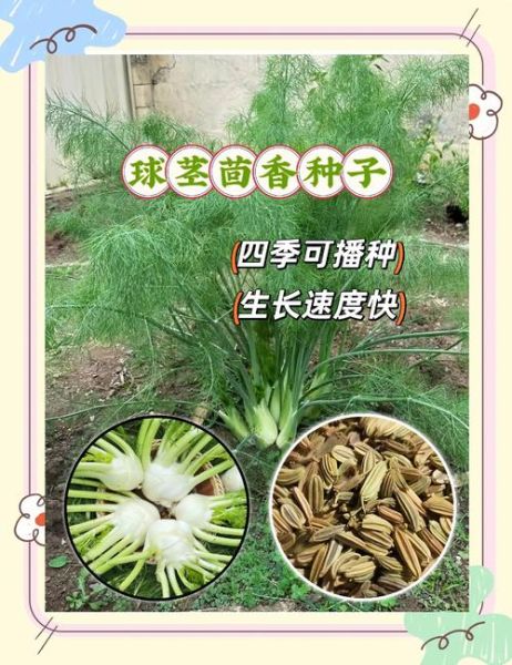 茴香什么时候种_茴香种植方法步骤-第2张图片-山城妙识 茴香什么时候种_茴香种植方法步骤-第2张图片-山城妙识