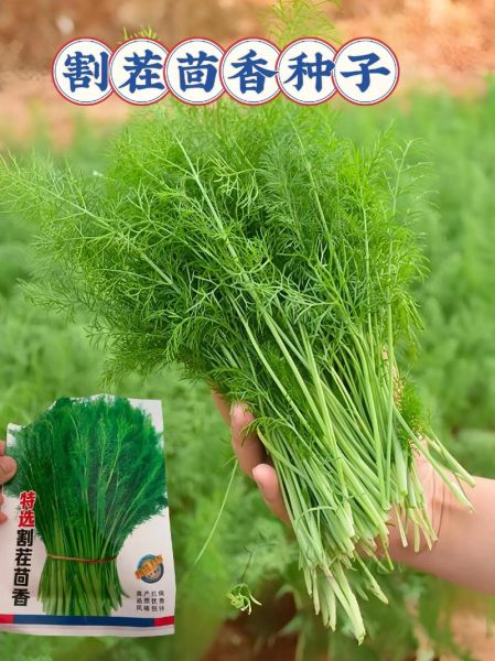 茴香什么时候种_茴香种植方法步骤-第3张图片-山城妙识 茴香什么时候种_茴香种植方法步骤-第3张图片-山城妙识