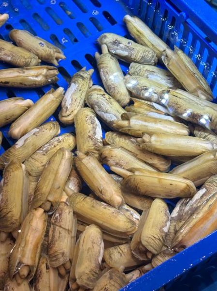 冷冻蛏子怎么做好吃_冷冻蛏子需要焯水吗-第1张图片-山城妙识 冷冻蛏子怎么做好吃_冷冻蛏子需要焯水吗-第1张图片-山城妙识