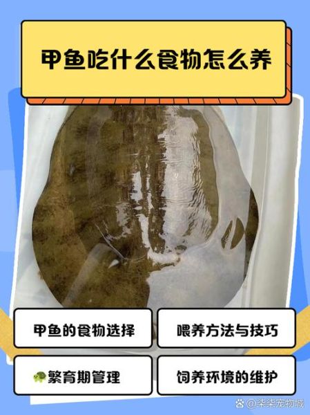 家养甲鱼吃什么食物_甲鱼饲料怎么选-第2张图片-山城妙识 家养甲鱼吃什么食物_甲鱼饲料怎么选-第2张图片-山城妙识