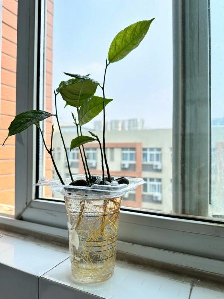 菠萝蜜的核怎么种_菠萝蜜核能种出树苗吗-第3张图片-山城妙识 菠萝蜜的核怎么种_菠萝蜜核能种出树苗吗-第3张图片-山城妙识