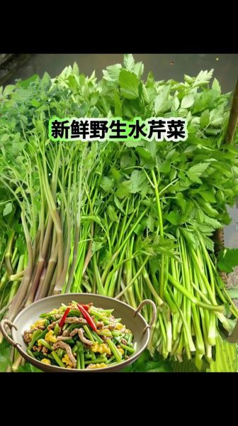 水芹菜致癌是真的吗_水芹菜还能不能吃-第2张图片-山城妙识 水芹菜致癌是真的吗_水芹菜还能不能吃-第2张图片-山城妙识